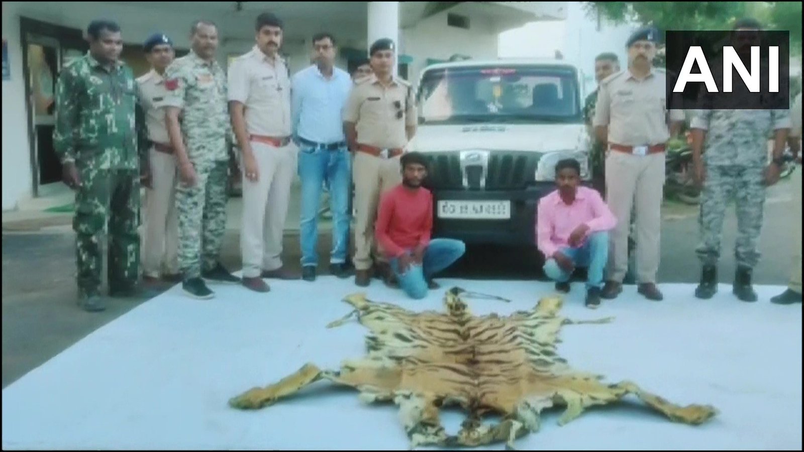 CG BREAKING : 50 लाख कीमती बाघ खाल के साथ दो तस्कर गिरफ्तार, इस इलाके में वन विभाग सतर्क ...