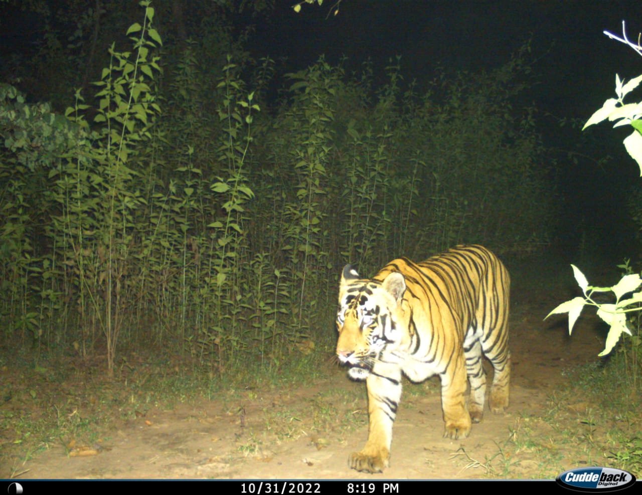 CG BREAKING : ट्रैप कैमरे में कैद हुई बाघ की तस्वीर, उदंती सीतानदी टाइगर रिजर्व क्षेत्र वर्षों ...